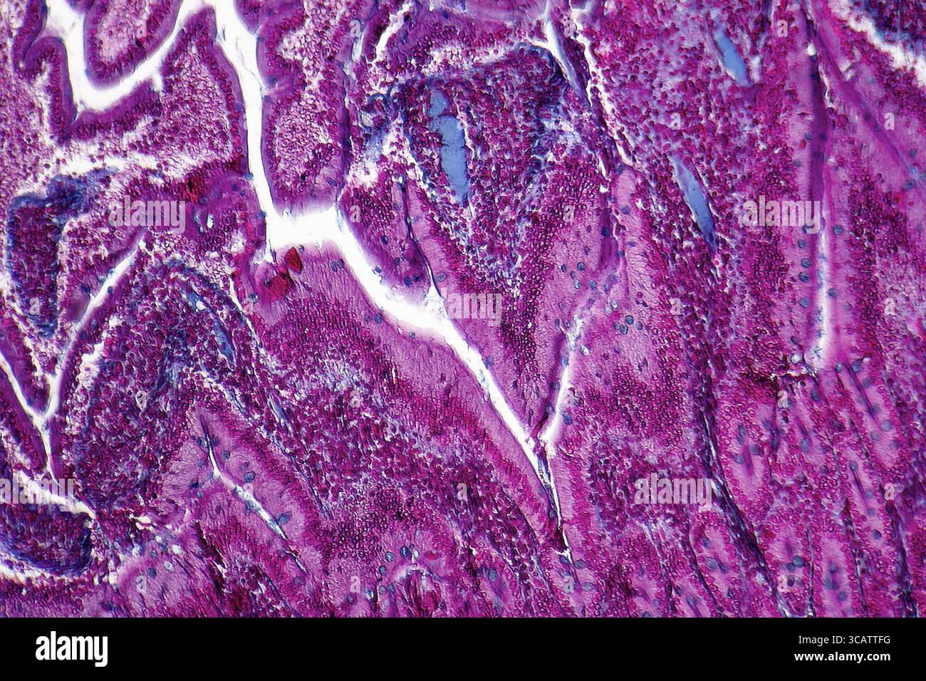 Full frame duodenum cross section micrography from a rat Stock Photo ...