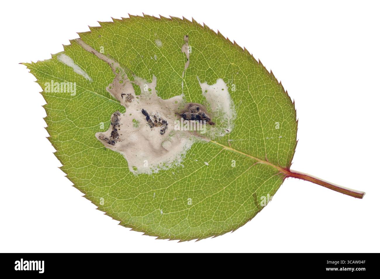 The bird of squalls nagged on a green rose flower leaf. In turd - the ...