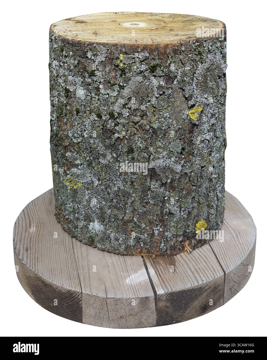 The aspen log vertically is installed on the round wooden pallet Stock ...