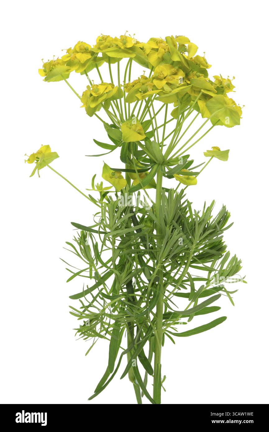 Flowering weed macro Cut Out Stock Images & Pictures - Alamy