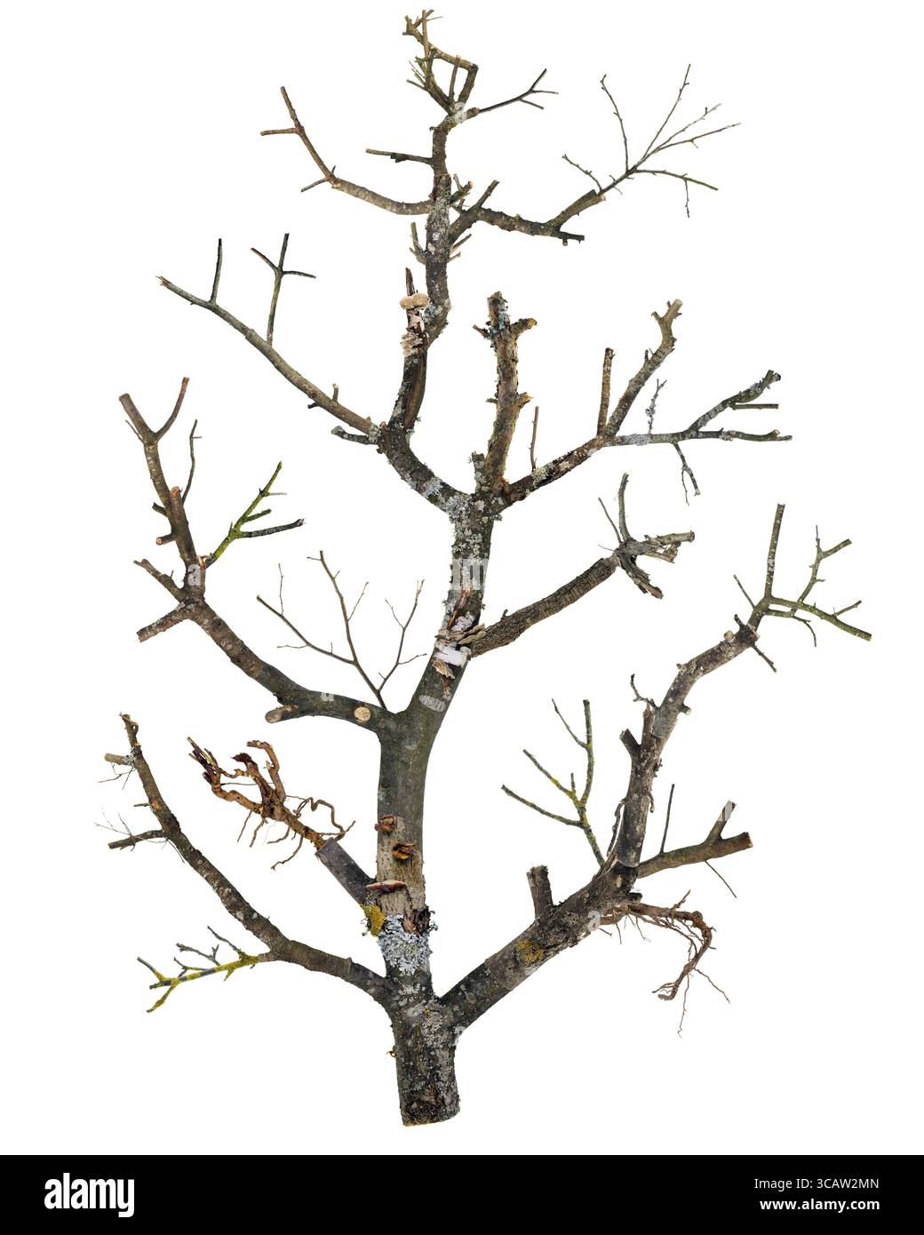 Tree branches twigs in Cut Out Stock Images & Pictures - Alamy