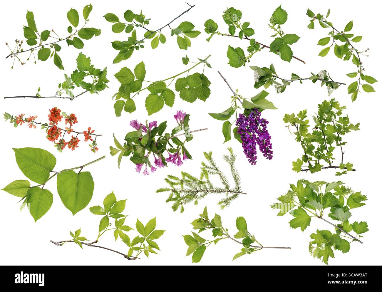 Spring green various European plants branches isolated big set Stock ...