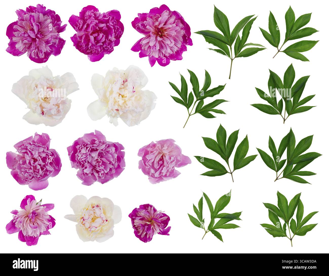 Pink and white real peonies - flowers and leaves big set. Isolated on ...