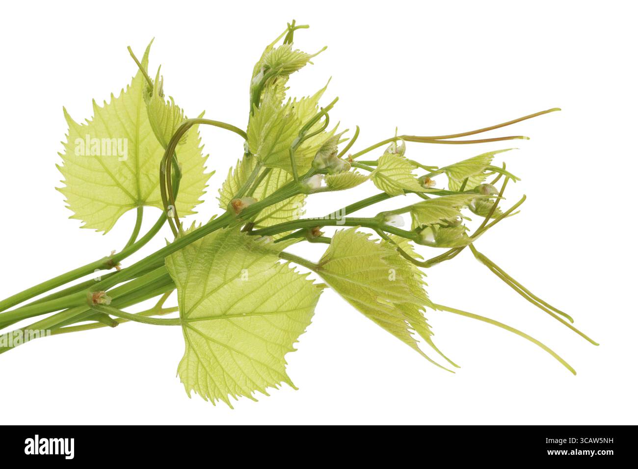 Green small gentle twigs hi-res stock photography and images - Alamy