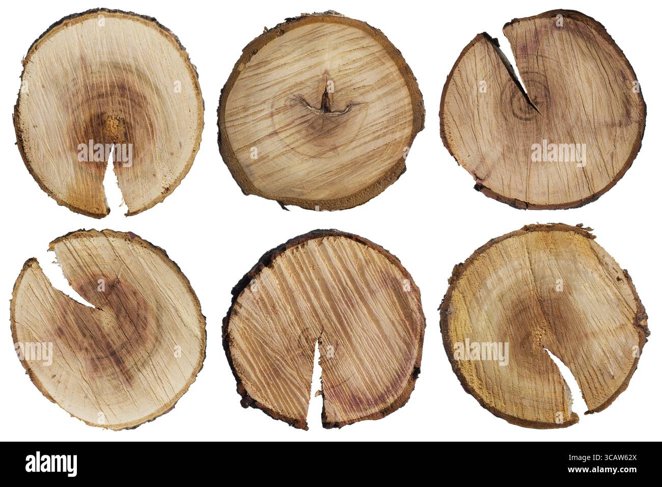 Cut tree trunk on Cut Out Stock Images & Pictures - Alamy