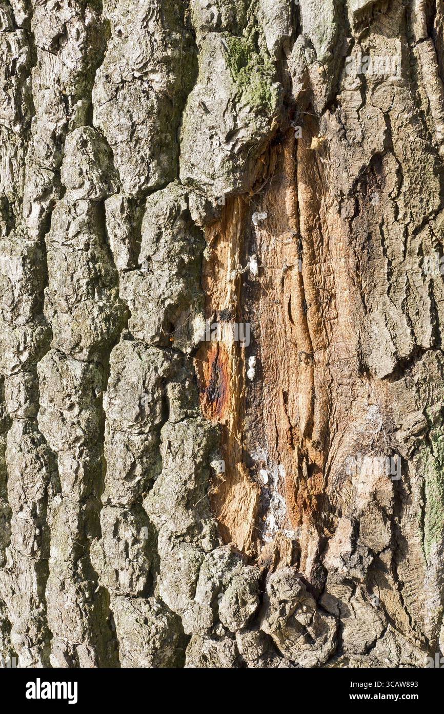 The bark on the trunk of an old oak tree with the severed branches ...