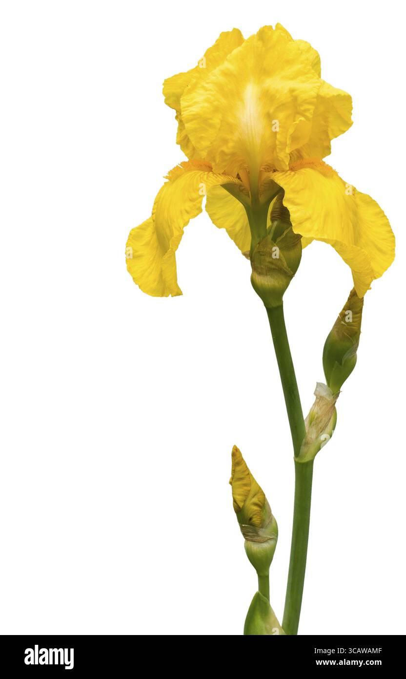 Banner with isolated on white rare yellow iris Stock Photo - Alamy
