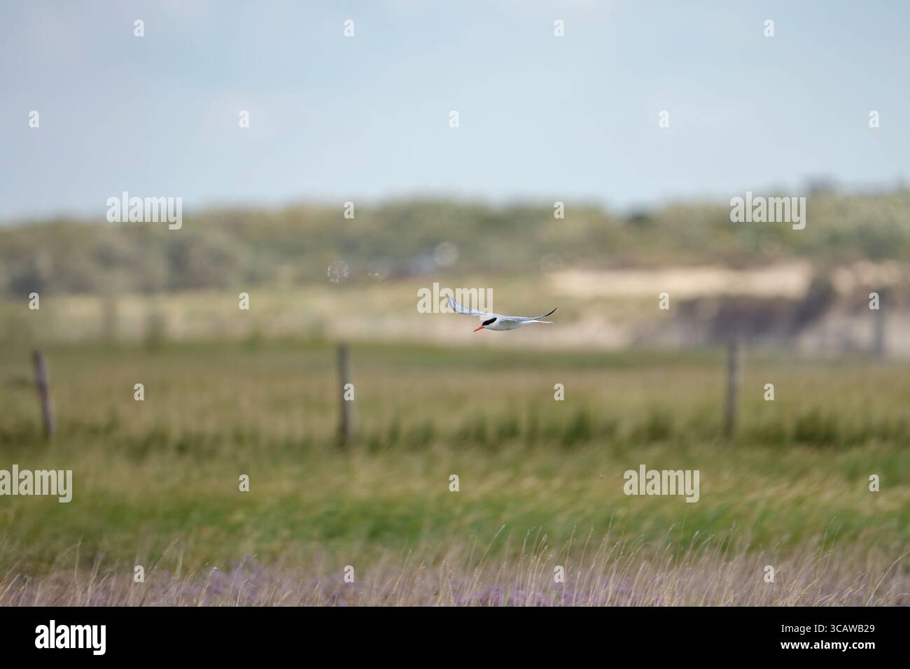 Common Tern, Sterna hirundo Stock Photo - Alamy