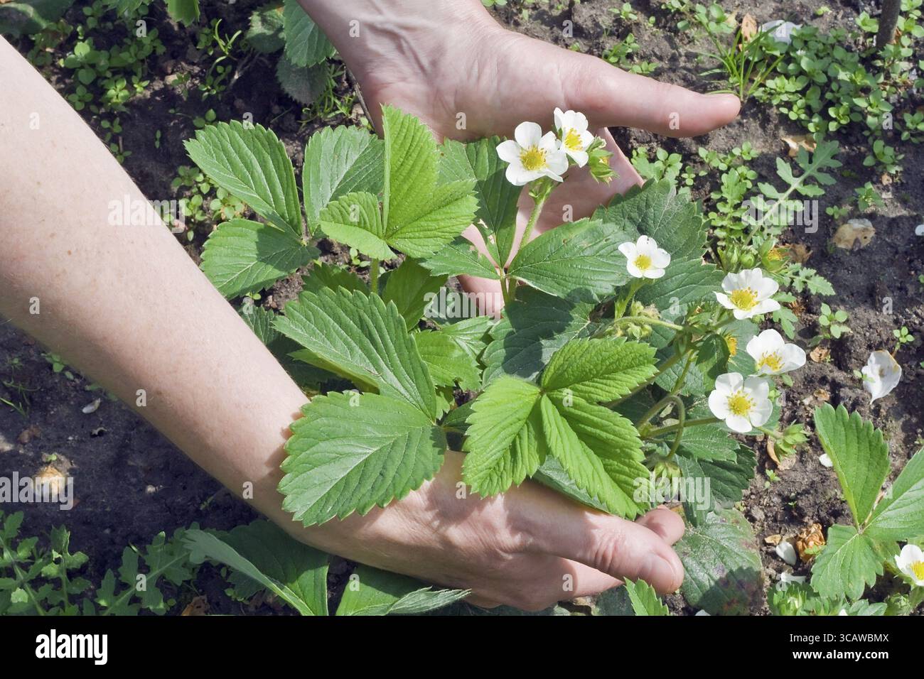 Female hands carefully protect a young sapling of wild strawberry. Care ...