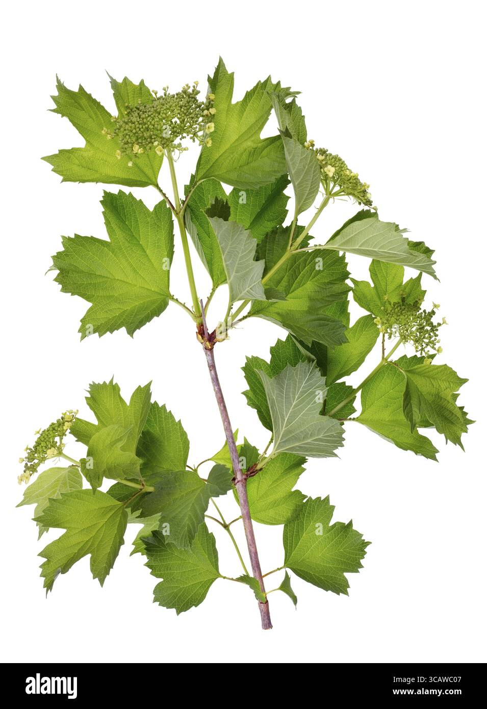 Green shrub plant in Cut Out Stock Images & Pictures - Alamy