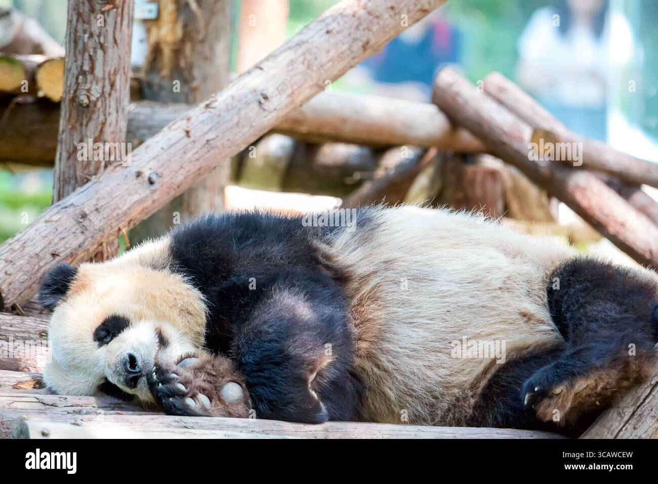 Portrait of giant panda bear in China Stock Photo - Alamy