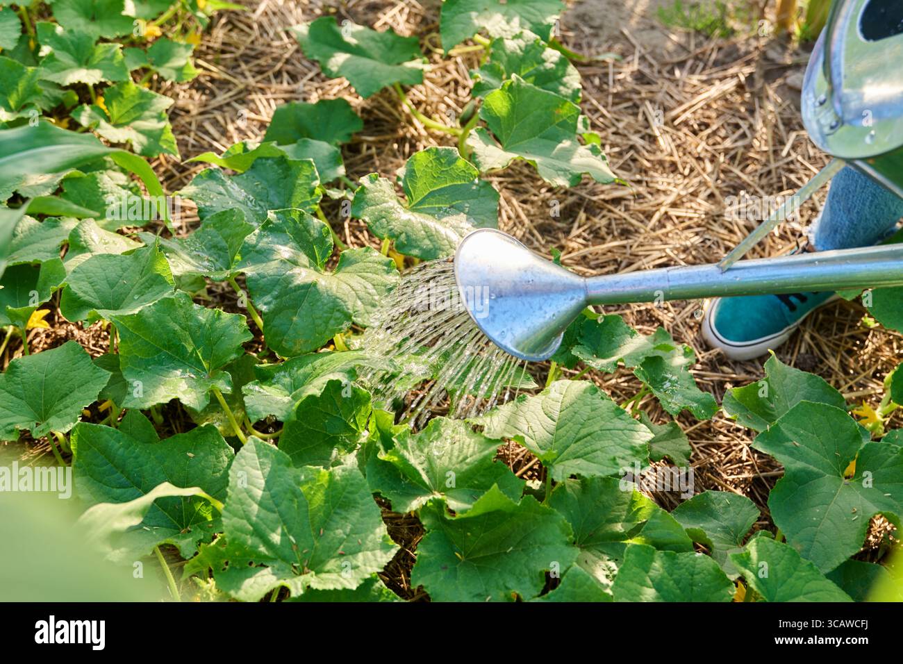 Watering cucumber plants from watering can, bed of cucumbers on soil ...