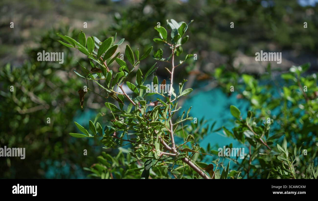 Luscious greenery with turquoise water background depicts mallorcan ...