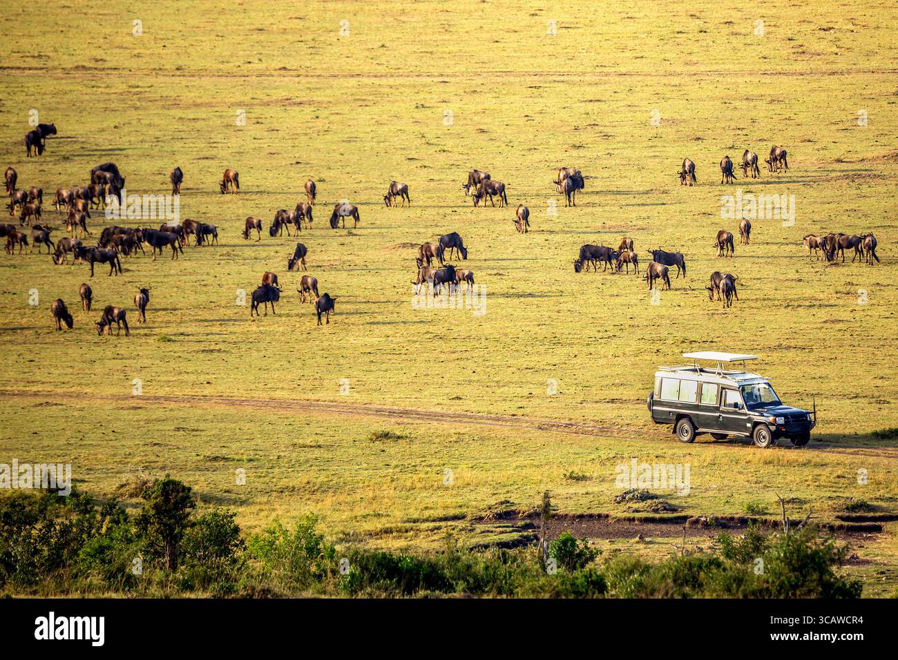 Safari concept. Safari car with wildebeests in african savannah. Masai ...
