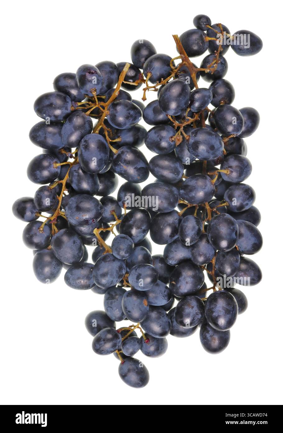 A real large bunch and heap of sweet dark blue Isabella grapes. Isolated on white studio macro ...