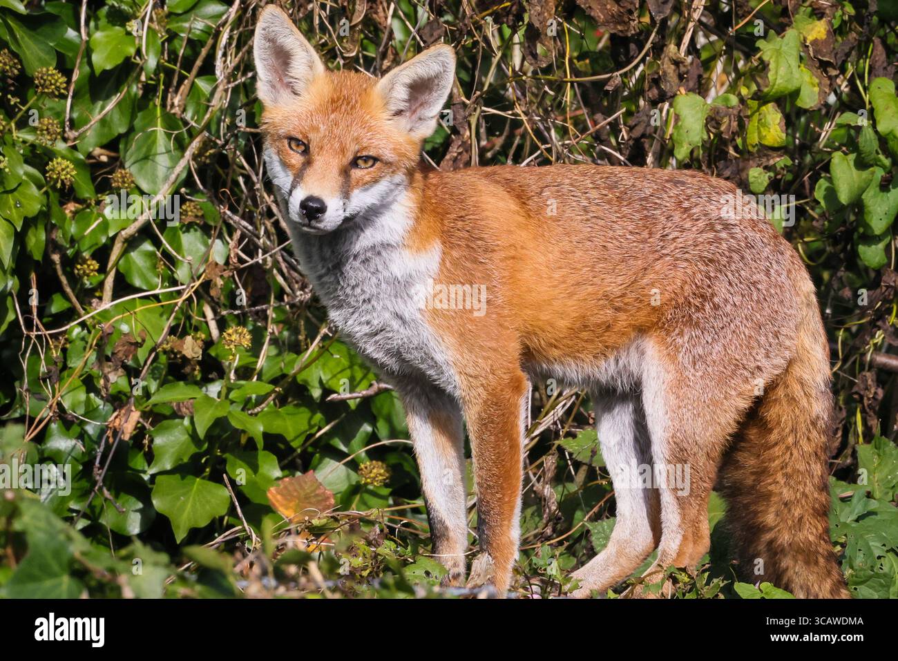 Red fox, Vulpes vulpes, standing in autumnal greenery in suburban ...