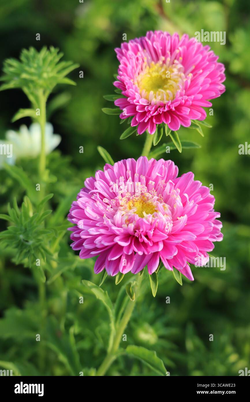 Various chrysanthemum varieties hi-res stock photography and images - Alamy