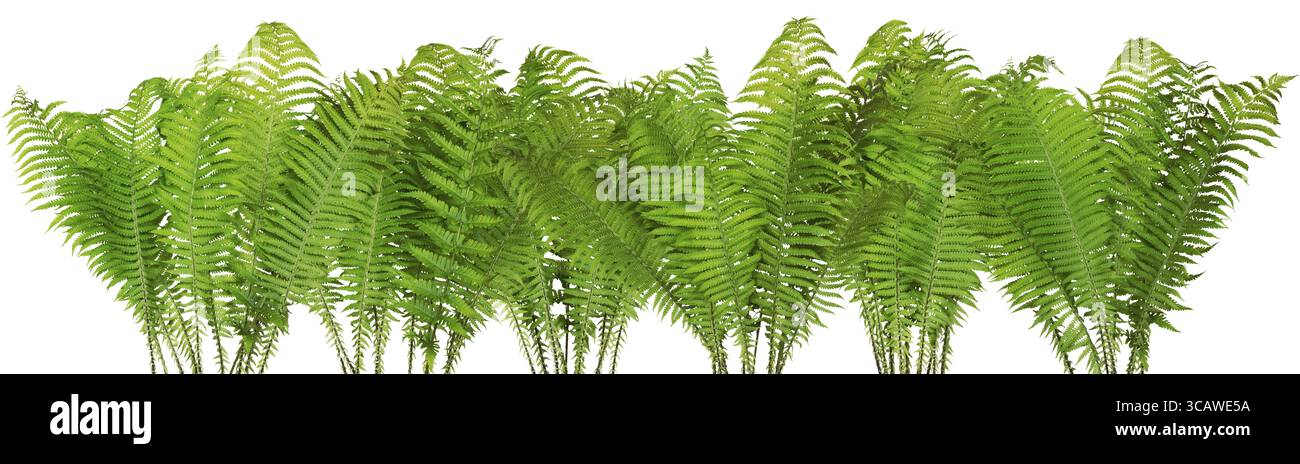 Forest shrub Cut Out Stock Images & Pictures - Alamy