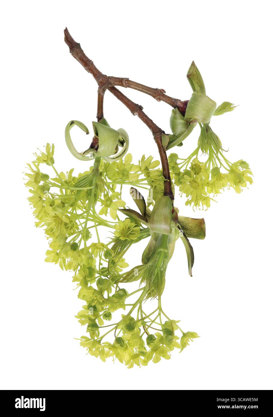 Flower of ordinary white Cut Out Stock Images & Pictures - Alamy