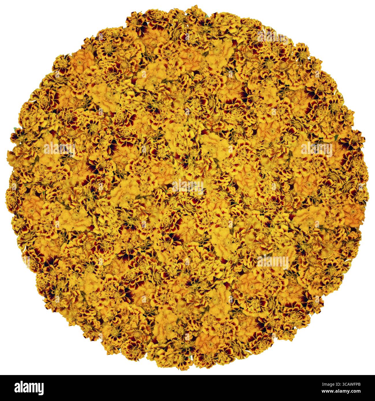 Big ball from yellow and orange summer marigold flowers isolated ...