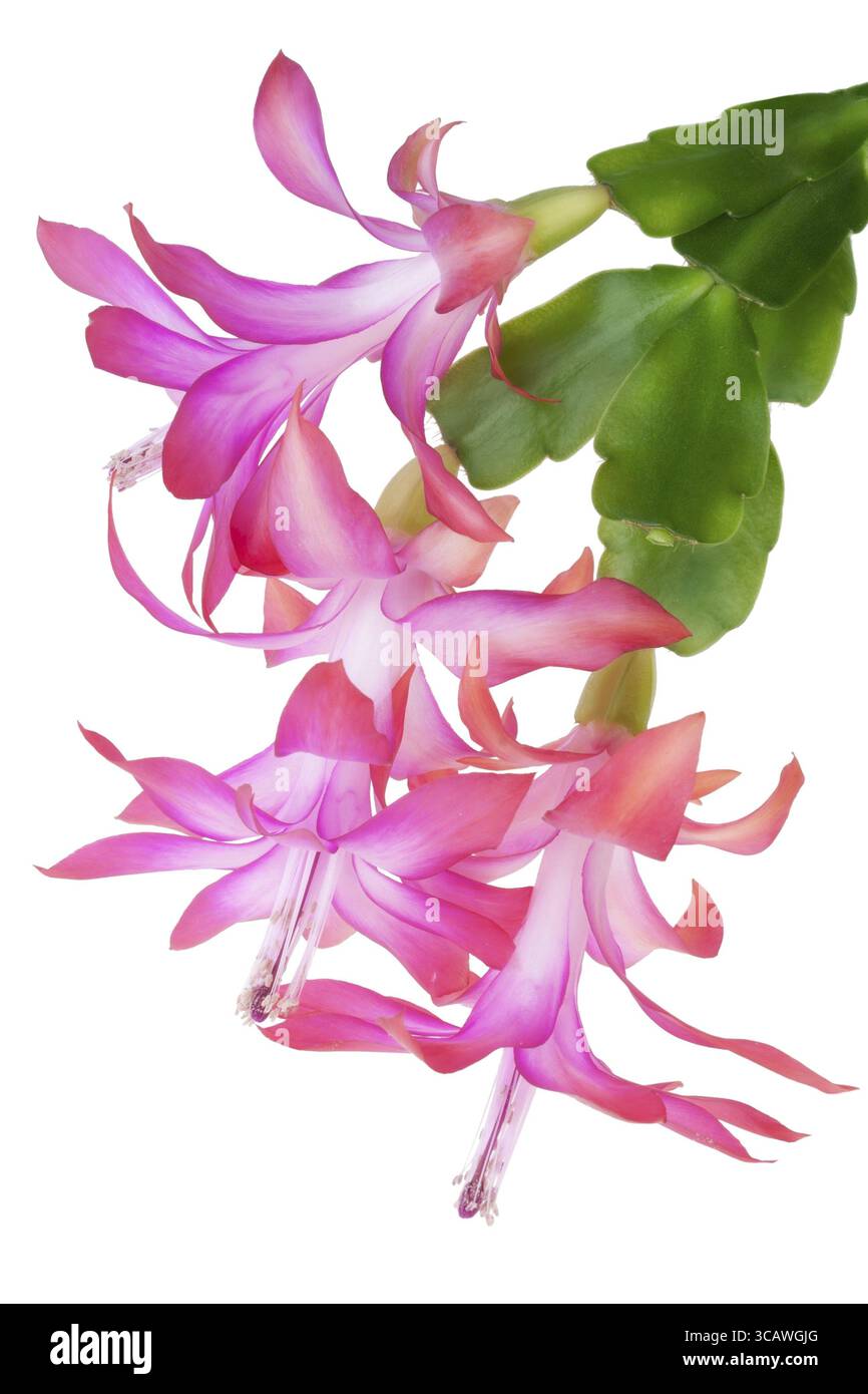 Blossoms pink shining flower Peyote (nopal, torch thistle, cereus ...