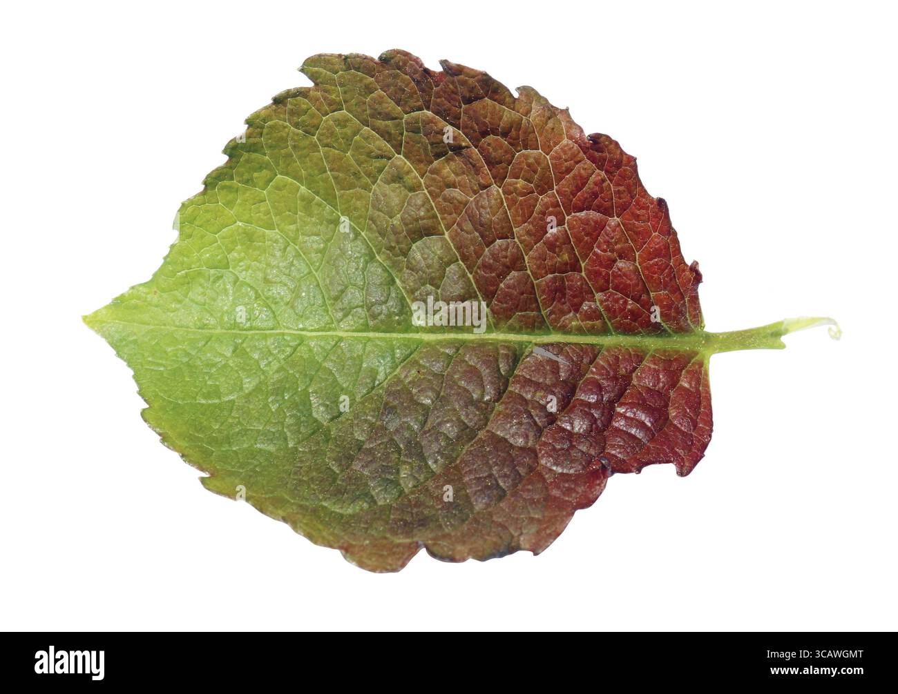 Red and green spring leaf is a aspen tree. Isolated on white Stock ...