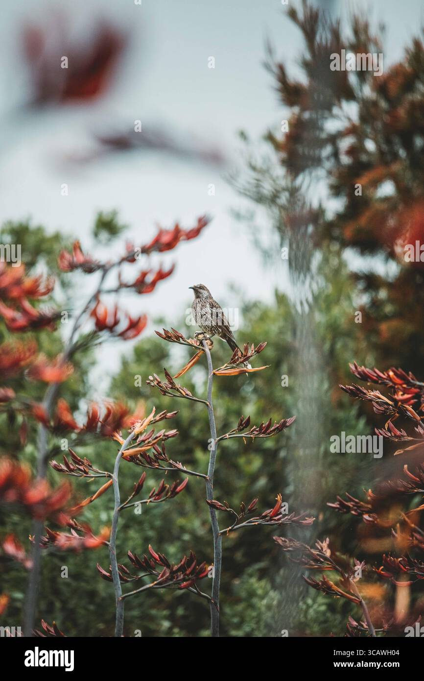 Native australian birds hi-res stock photography and images - Alamy