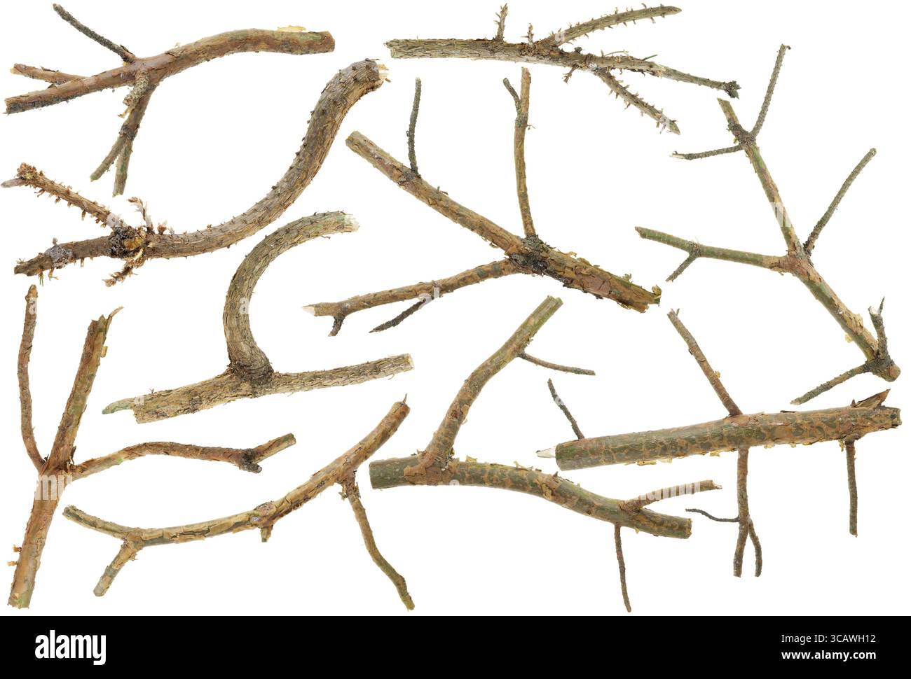 Pine tree branches against Cut Out Stock Images & Pictures - Alamy