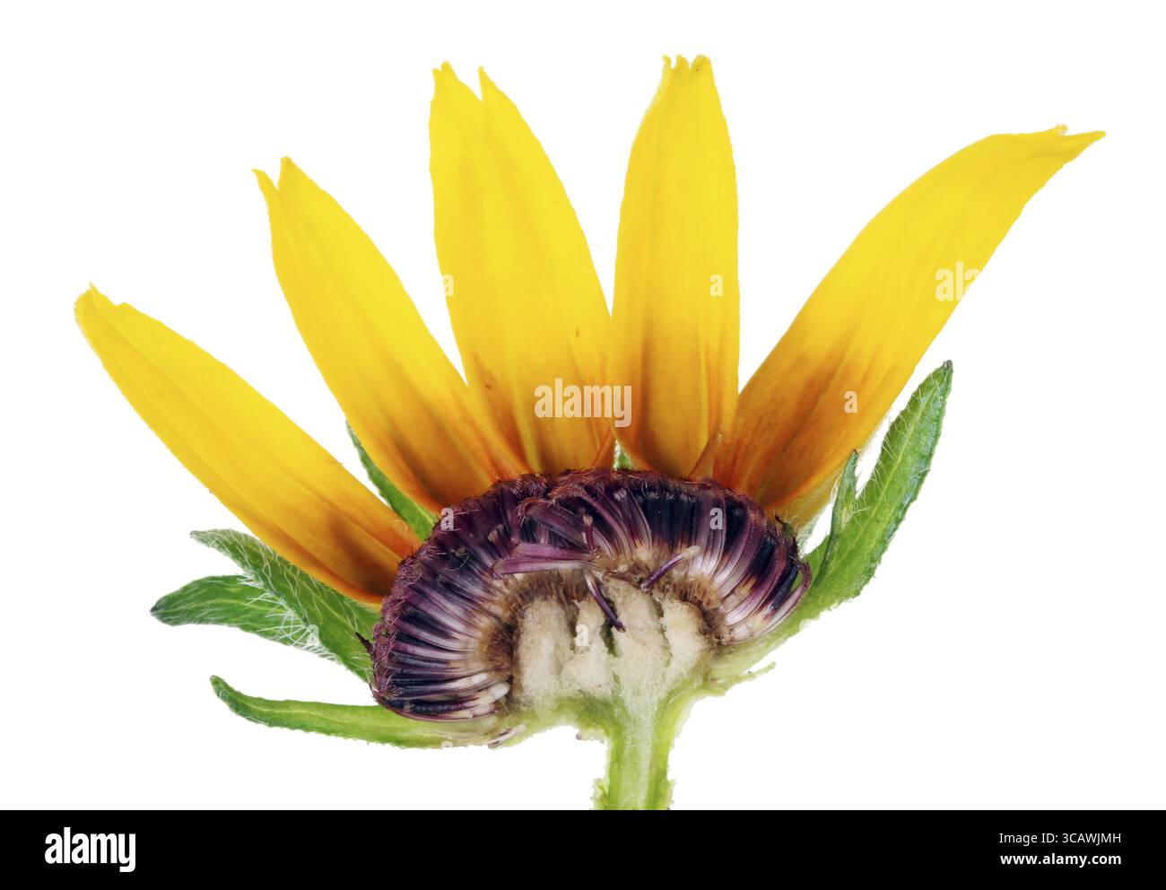 Inner cut of summer buds of a small yellow rudbeckia flower Stock Photo ...