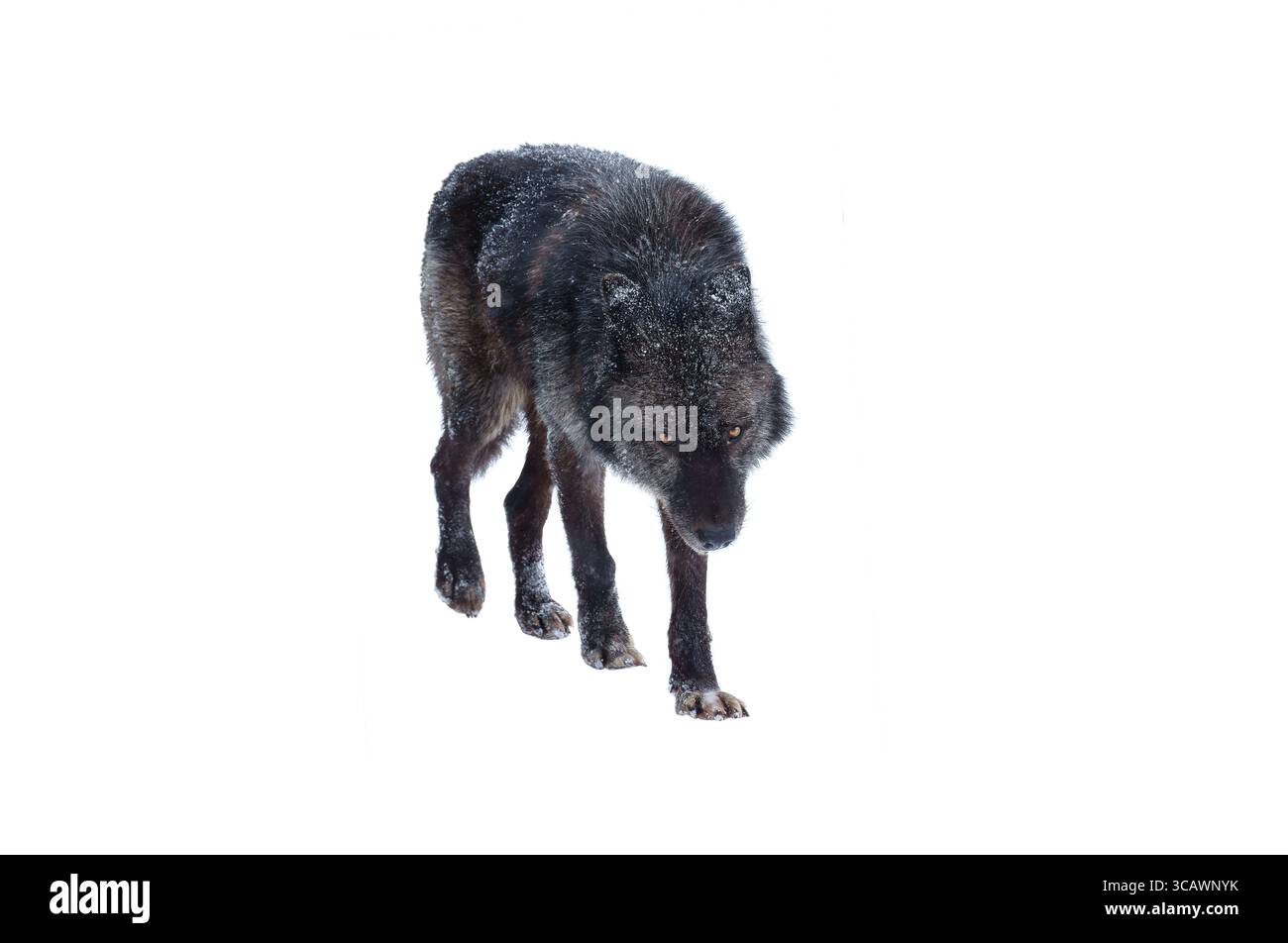 walking canadian wolf snowfall time isolated on white background Stock ...