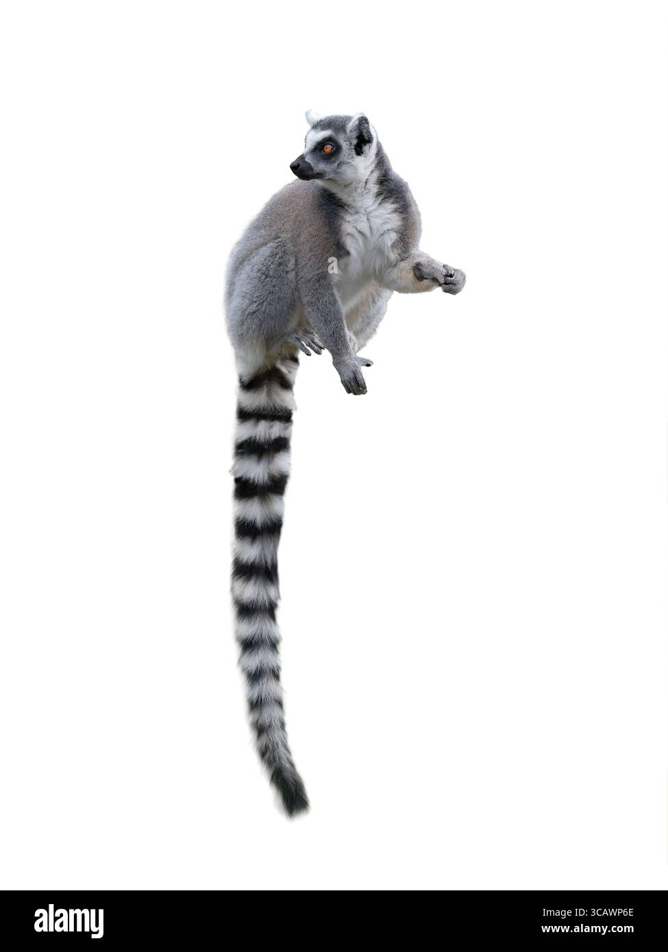 Ring tailed lemur black Cut Out Stock Images & Pictures - Alamy