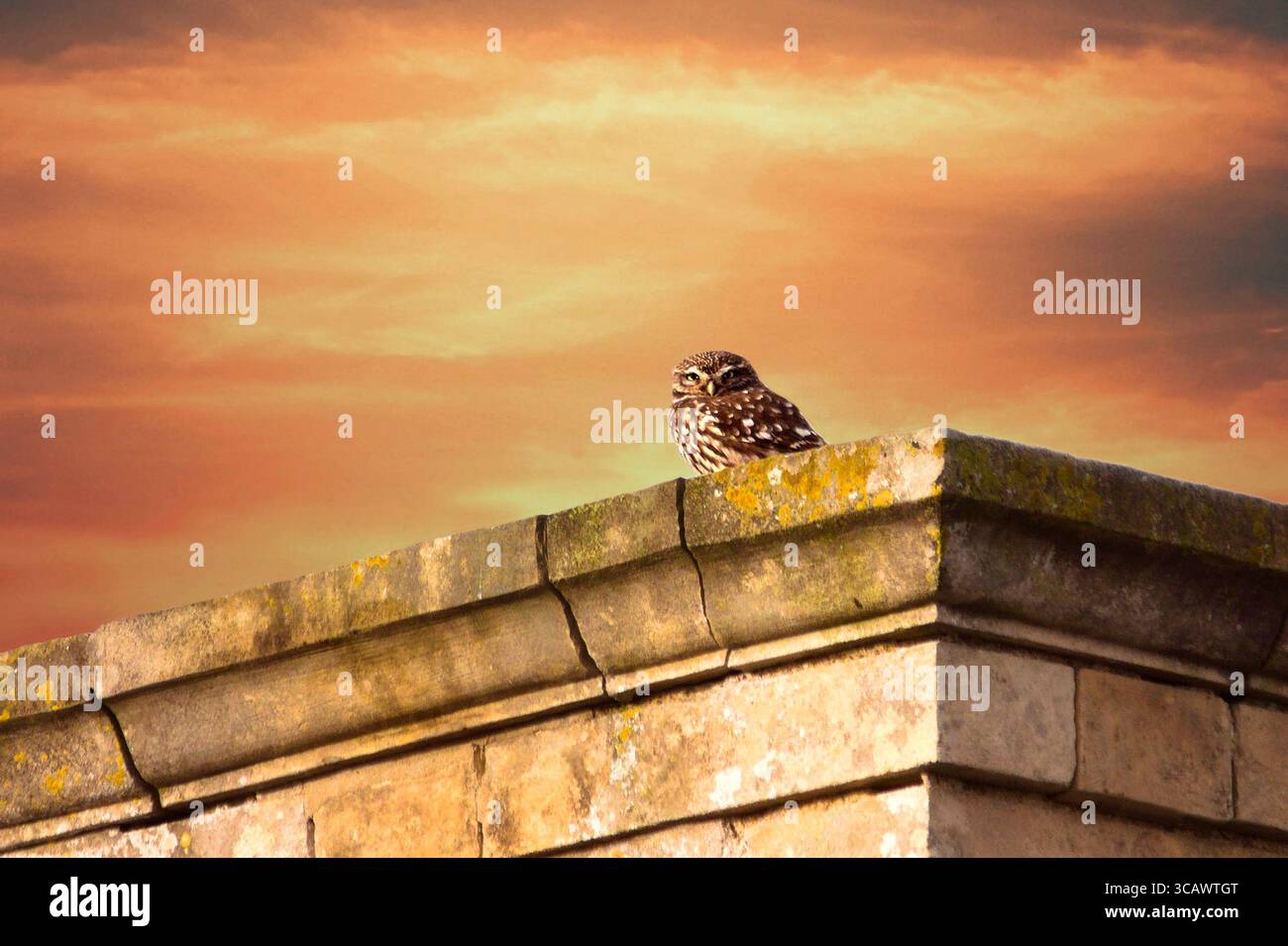 La Chevêche d'Athéna (Athene noctua), anciennement « Chouette chevêche ...