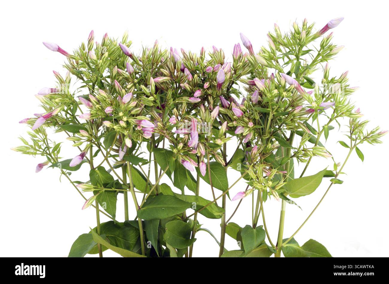 Green plants pink buds Cut Out Stock Images & Pictures - Alamy
