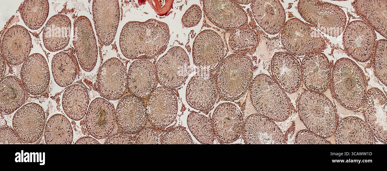 Microscopic detail showing a cross section of a testicle from a rat ...
