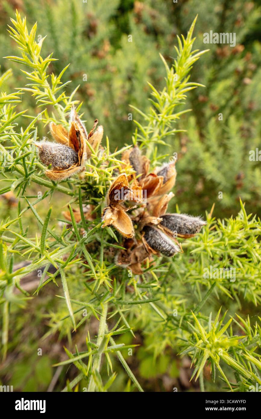 Natural very close up, force perspective, flowering plant portrait ...