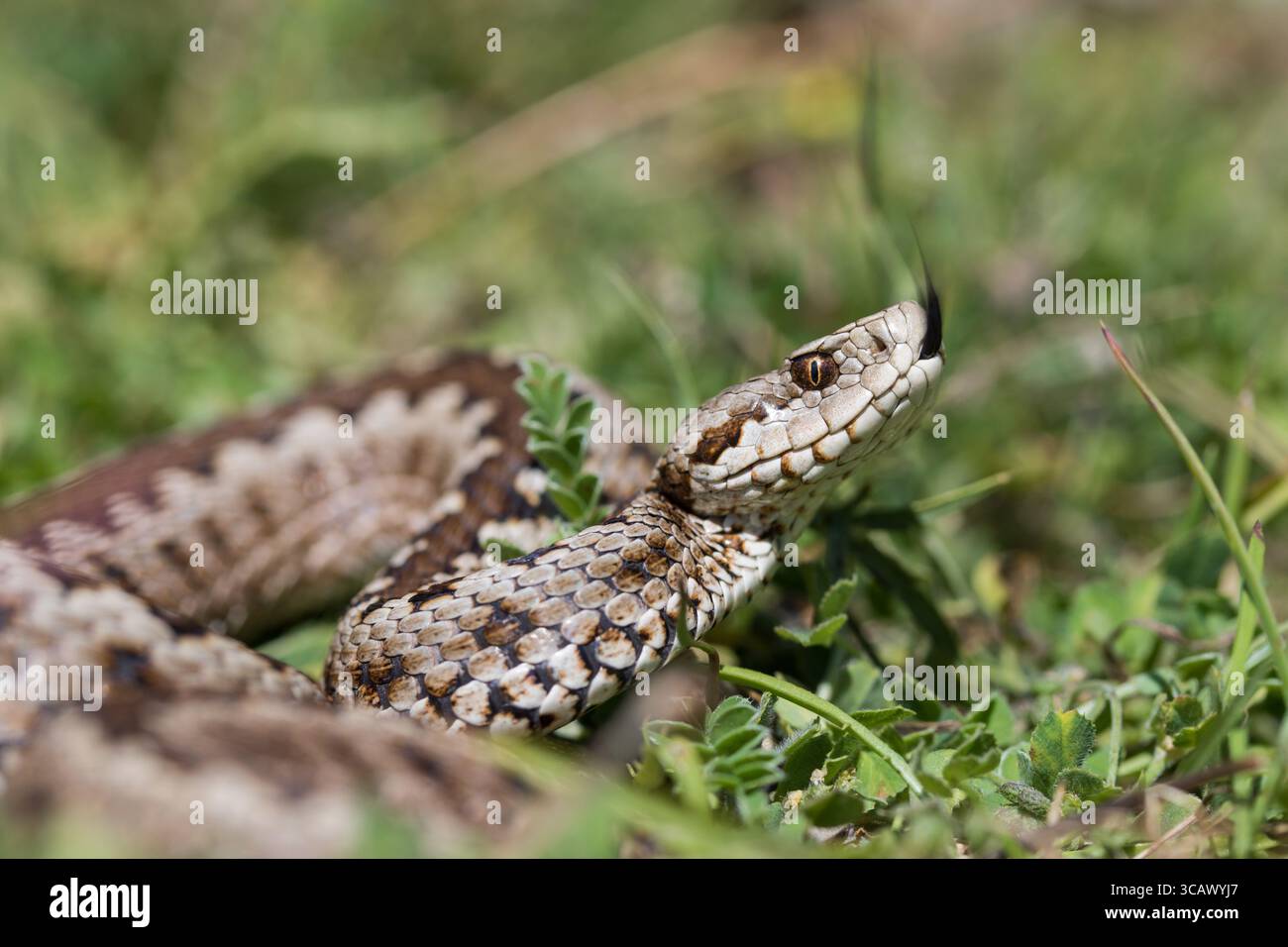 Pindos range hi-res stock photography and images - Alamy