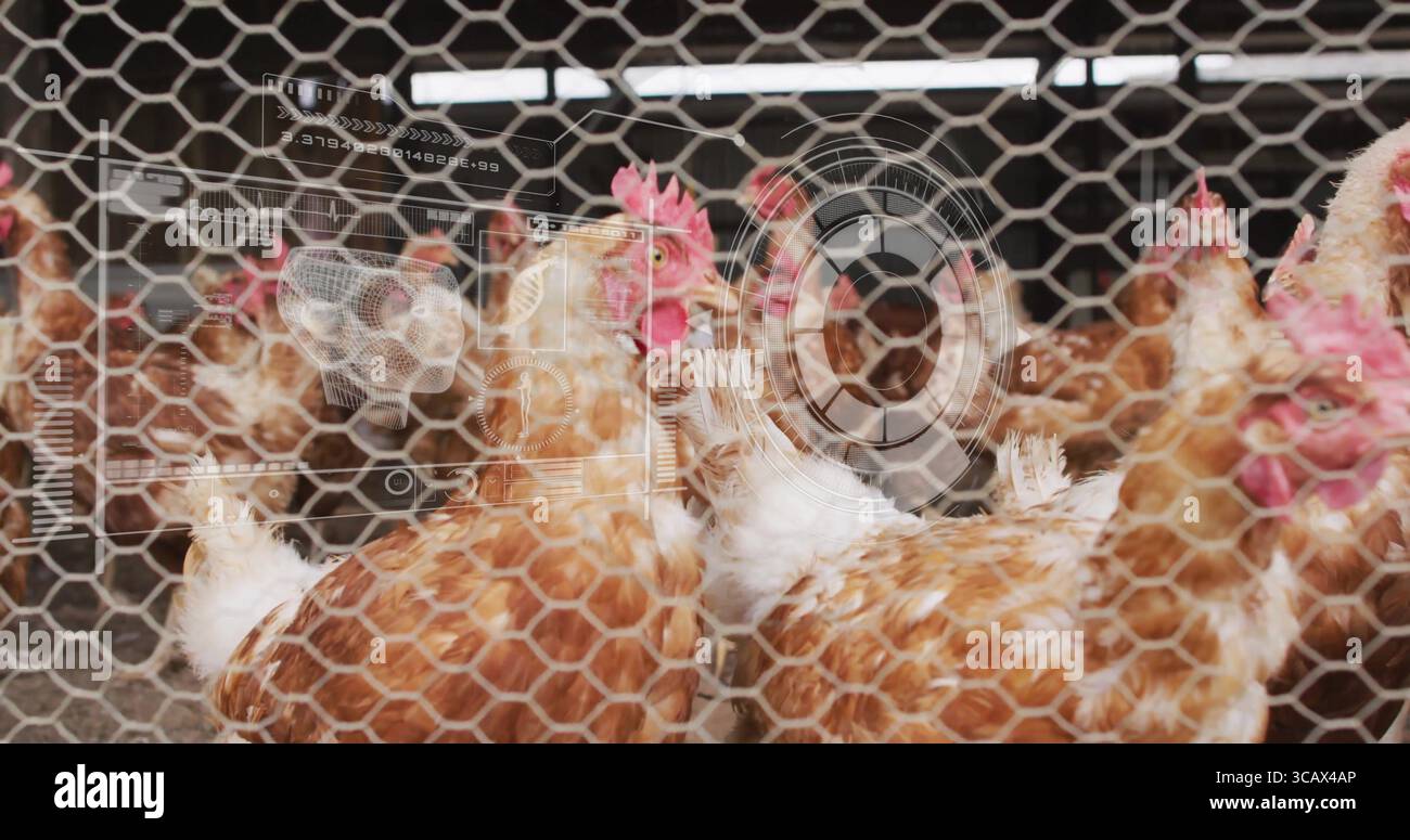 Displaying brown and white hens pressing against wire mesh at poultry ...