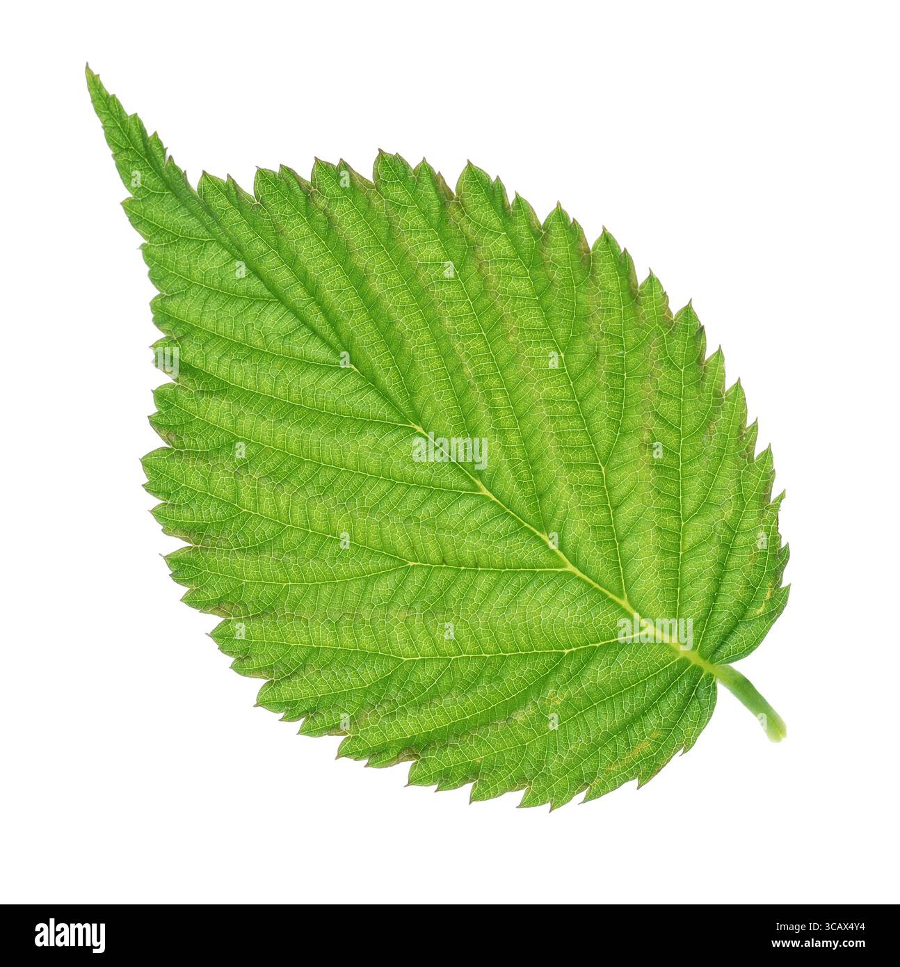 Natural organic leaf simple Cut Out Stock Images & Pictures - Alamy
