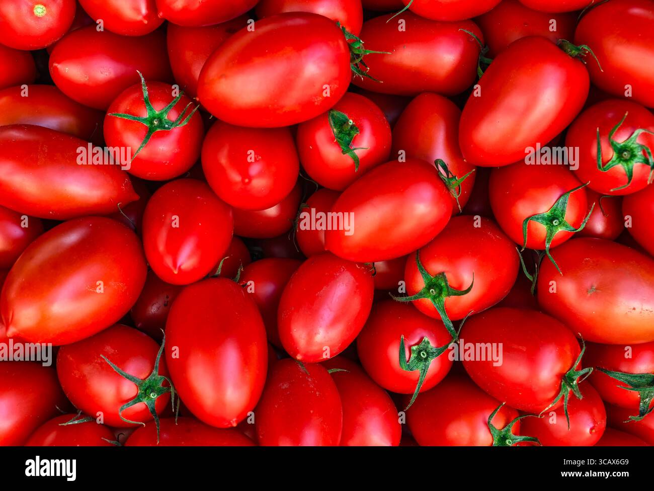 Fresh, Juicy Red Roma Tomatoes Piled Together. High-Resolution Image ...