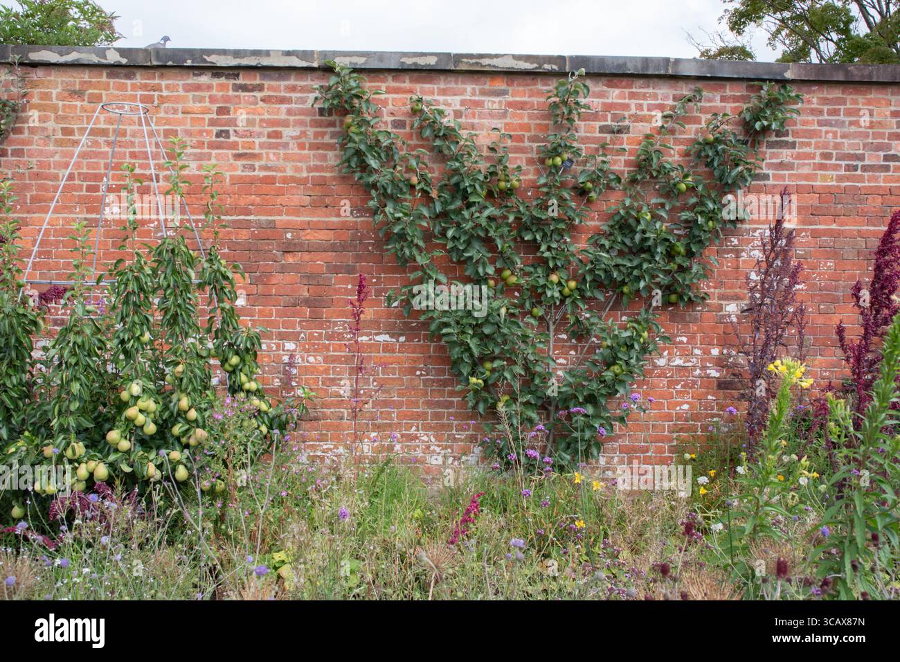 Orléans reinette hi-res stock photography and images - Alamy