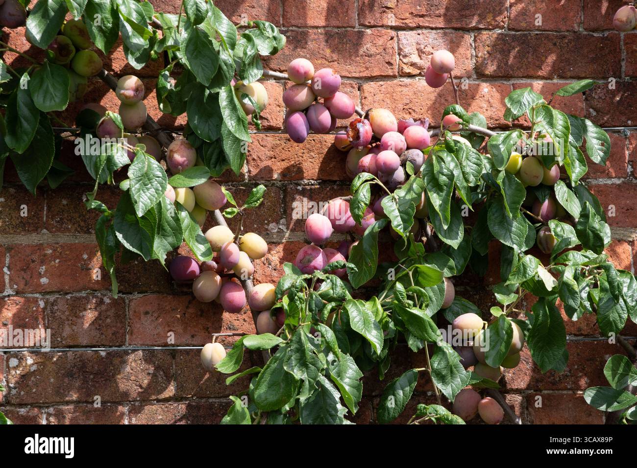 Prunus domestica Victoria Stock Photo - Alamy