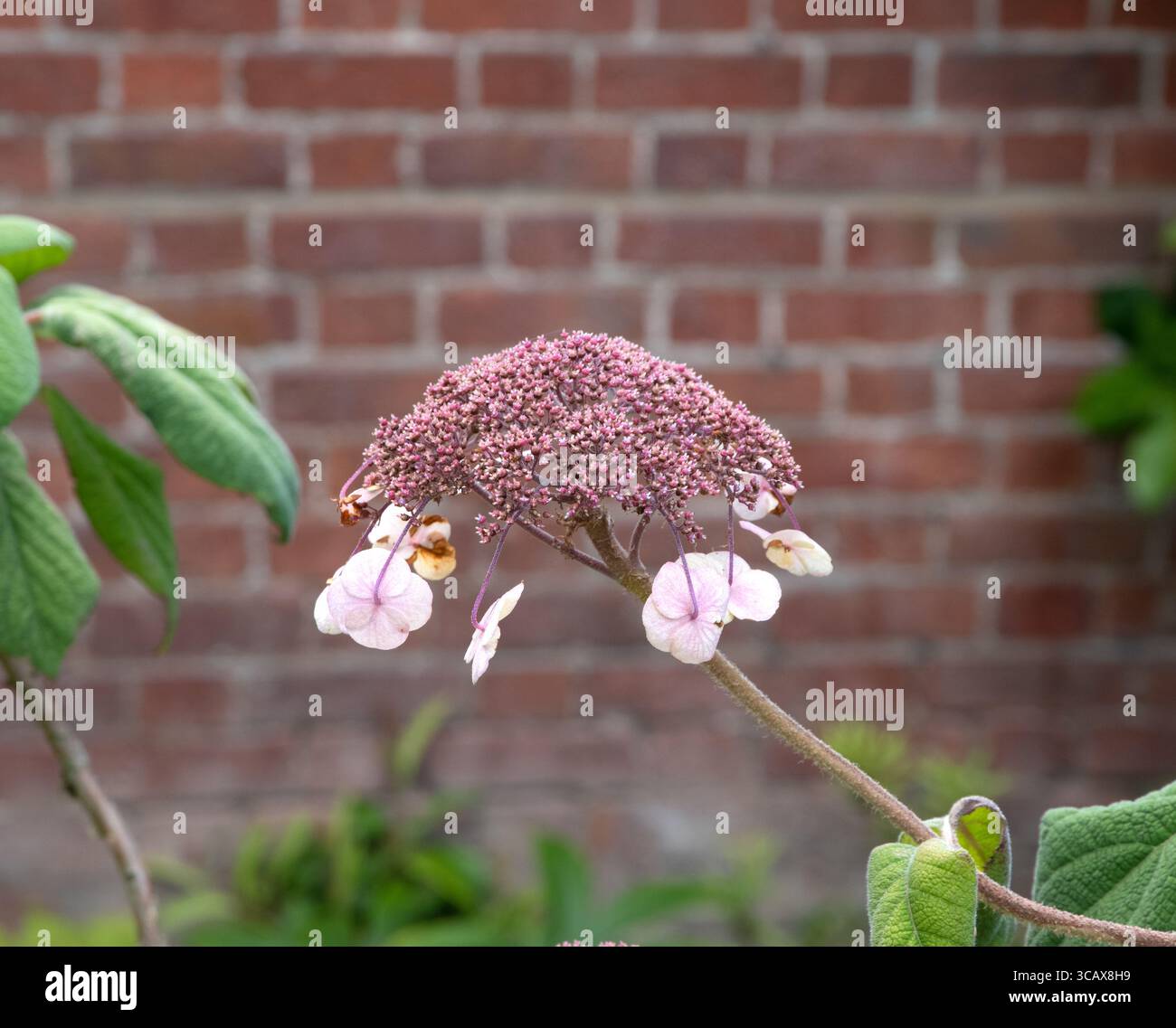 Hydrangeaceae hydrangea aspera hi-res stock photography and images - Alamy