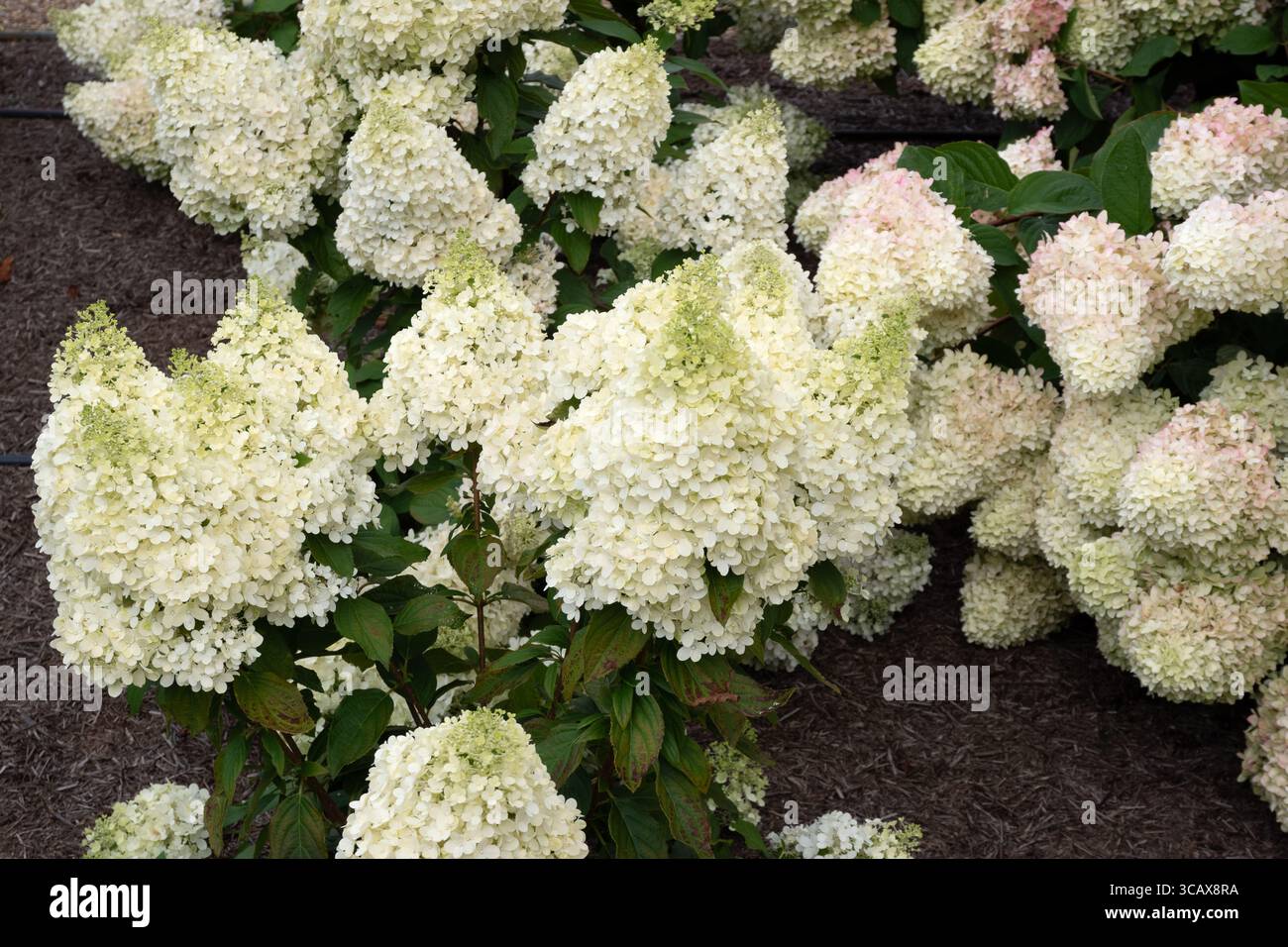 Magical matterhorn hi-res stock photography and images - Alamy