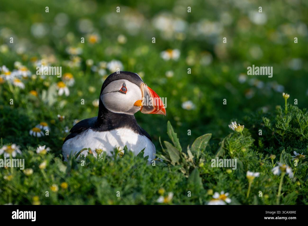 Puffin resting in grass during golden hour early morning sunlight with ...