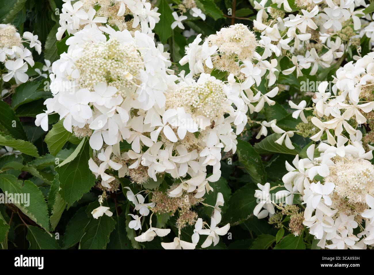 Hydrangea paniculata levana hi-res stock photography and images - Alamy