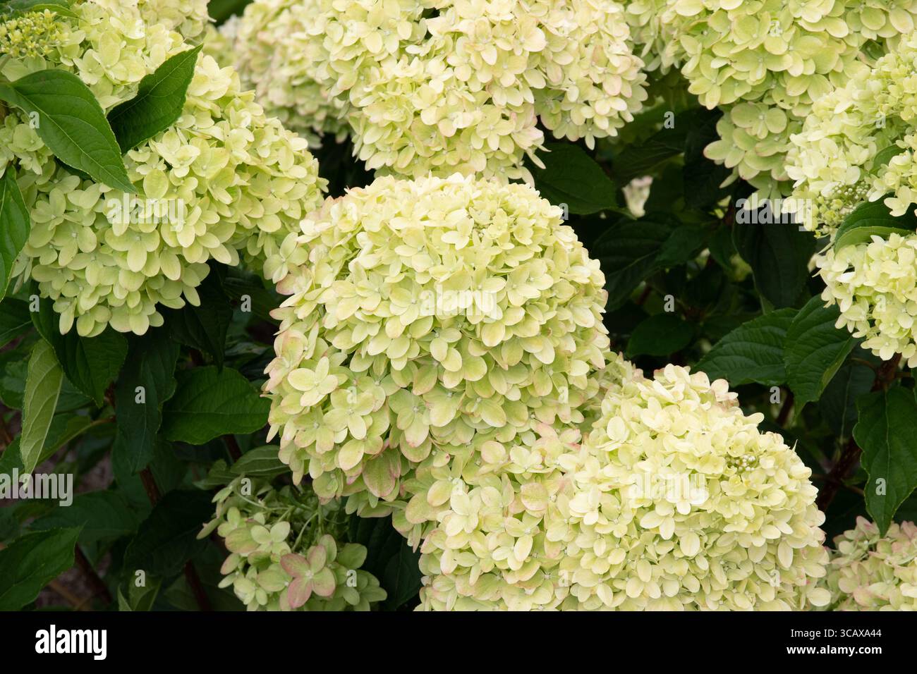 Hydrangea paniculata white flower hi-res stock photography and images ...