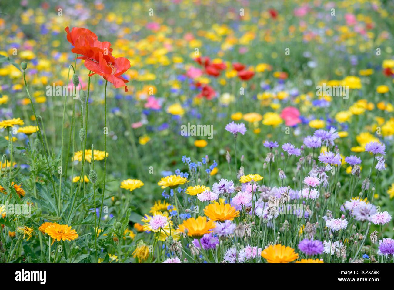 Loose Village, Kent, UK. Wildflower meadow planted along the stream ...