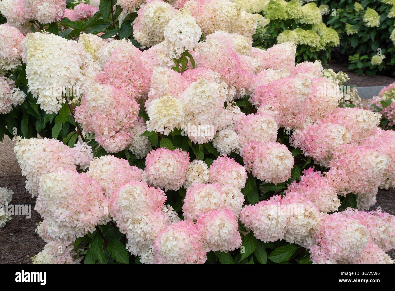 Hydrangea paniculata (Pinkachu) Smhppinka Stock Photo - Alamy