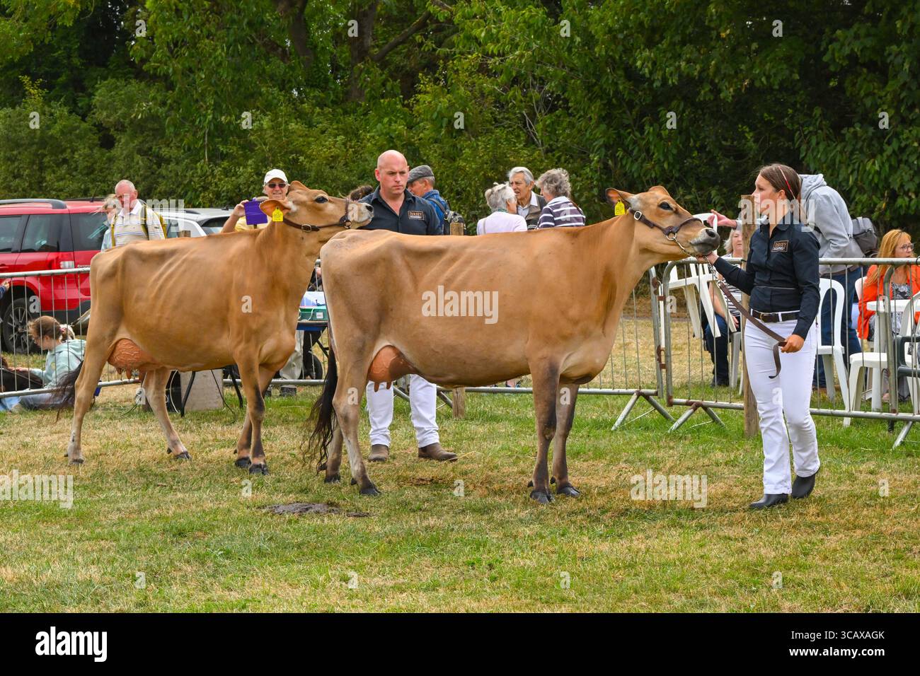 Honiton, Devon, UK. 7th August 2025. Farmer with their Jersey Cattle ...