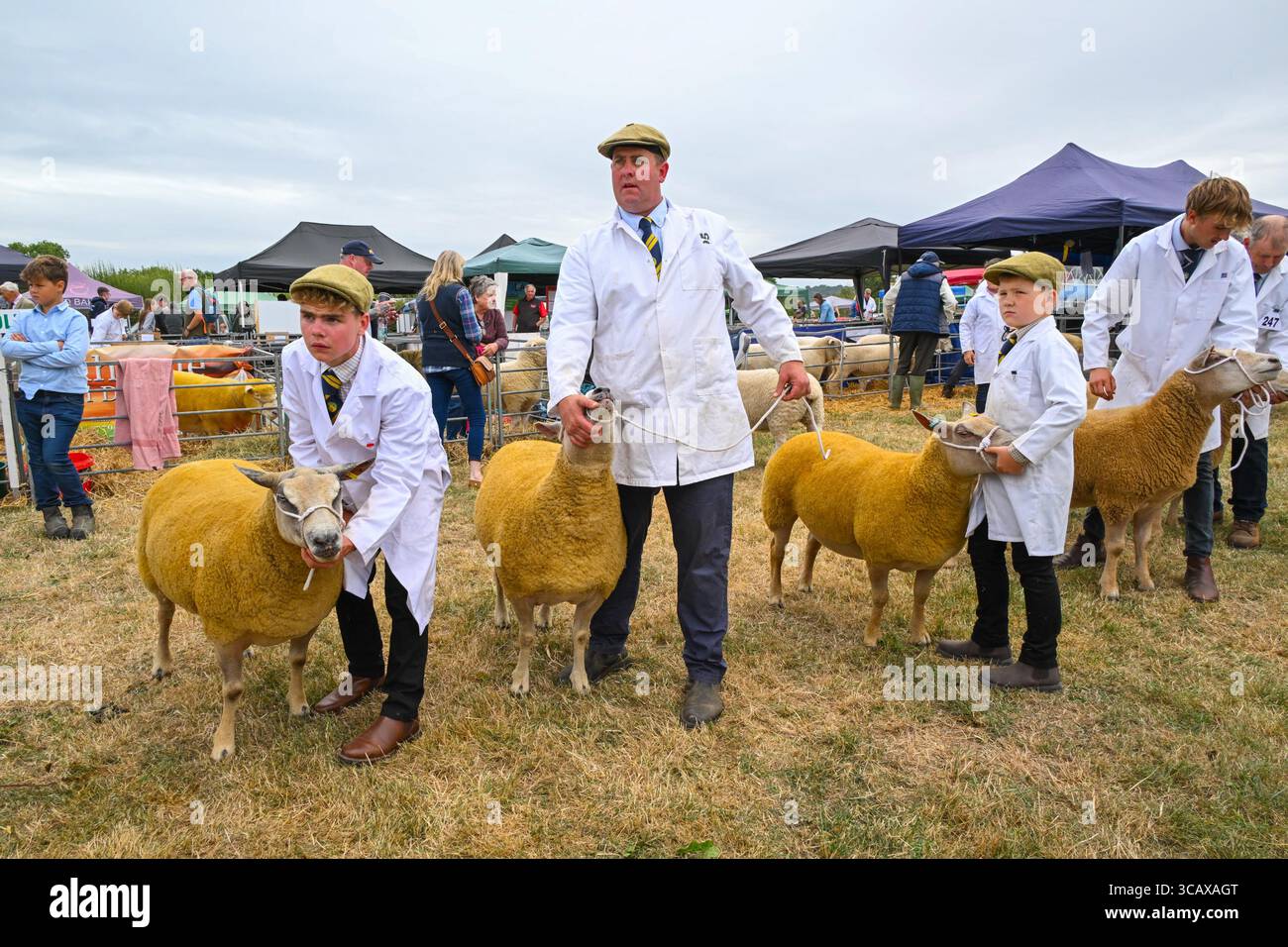 Honiton, Devon, UK. 7th August 2025. Farmer with their sheep during the ...